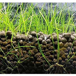 Dwarf Hairgrass Eleocharis Parvula Sp Mini 100% Tissue Culture Easy Freshwater Carpet Live Aquarium Plants Decorations 3 Days Live Guaranteed