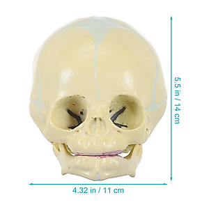 Human Skull Anatomical Model - Skull Model Anatomy Head Skeleton Model 5.5inch for Medical Teaching Learning Students Education Display