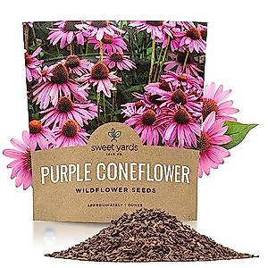 Purple Coneflower Seeds – Extra Large Packet – Over 3,000 Open Pollinated Non-GMO Wildflower Seeds – Echinacea purpurea