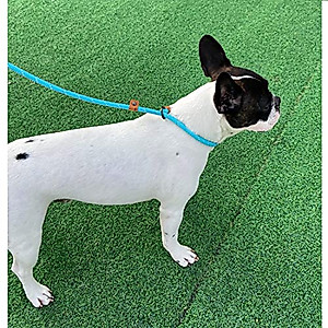 Slip Lead Dog Leash, Reflective Mountain Climbing Rope Leash, Dog Training Leash – 5FT, 2 Sizes (Medium, Turquoise)