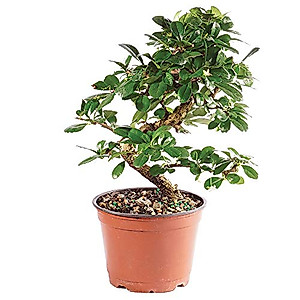 Brussel's Bonsai Live Fukien Tea Bonsai Tree - Small, 6 Year, 6 to 8 inches Tall - Indoor Bonsai Tree Live with Grower Bonsai Pot