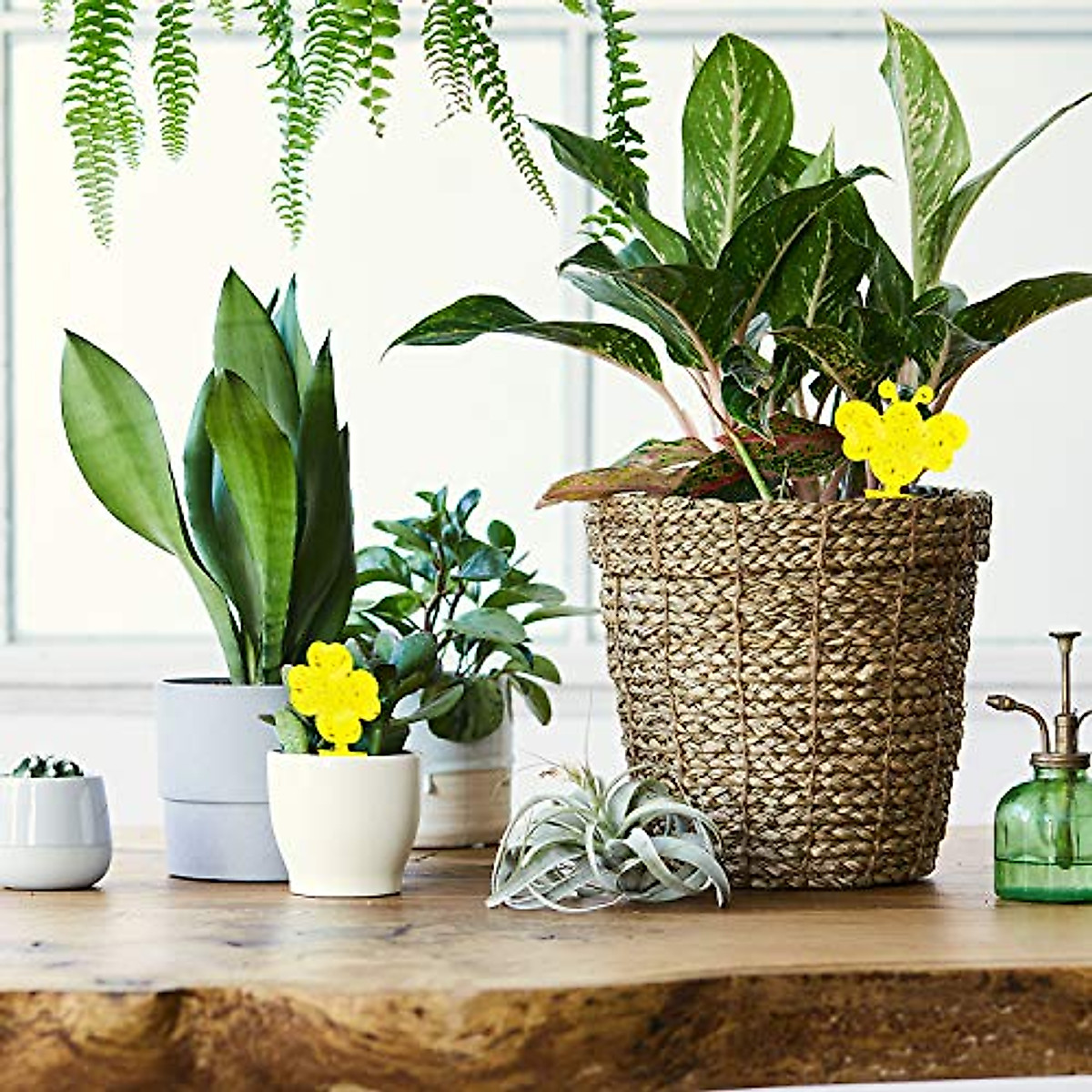 Kensizer 16pcs Yellow Sticky Traps for Gnats, Sticky Fruit Fly Fungus Gnat Trap Bug Traps Killer for White Flies, Aphids, Leaf Miners, Thrips Indoor Outdoor