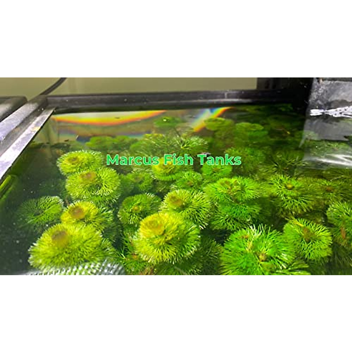 Marcus Fish Tanks - 3X Green Cabomba Caroliniana Live Aquarium Plants for Aquatic Freshwater Fish Tank