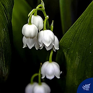 Felce Azzurra White Musk - Delicate Essence Shower Gel - Fresh And Clean Fragrance With Energetic And Citrus Fruits - Smoothness Of Rose Blends With Carnation To Get A Smooth Effect - 8.4 Oz