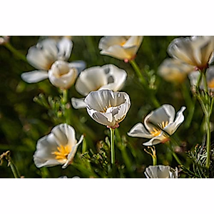 White Linen California Poppy Seeds for Planting, 1000+ Flower Seeds Per Packet, (Isla's Garden Seeds), Non GMO Seeds, Scientific Name: Eschscholzia californica, Great Home Garden Gift