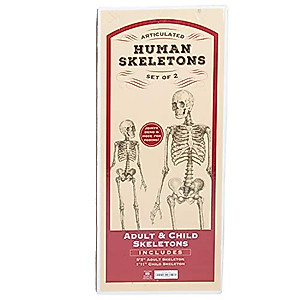 Posable Life Size Human Skeleton Family Set of 2 -Adult (5' 2")& Children (2')-Halloween Prop Indoor Outdoor Decorations w Bones- Fun & Educational Science Classroom
