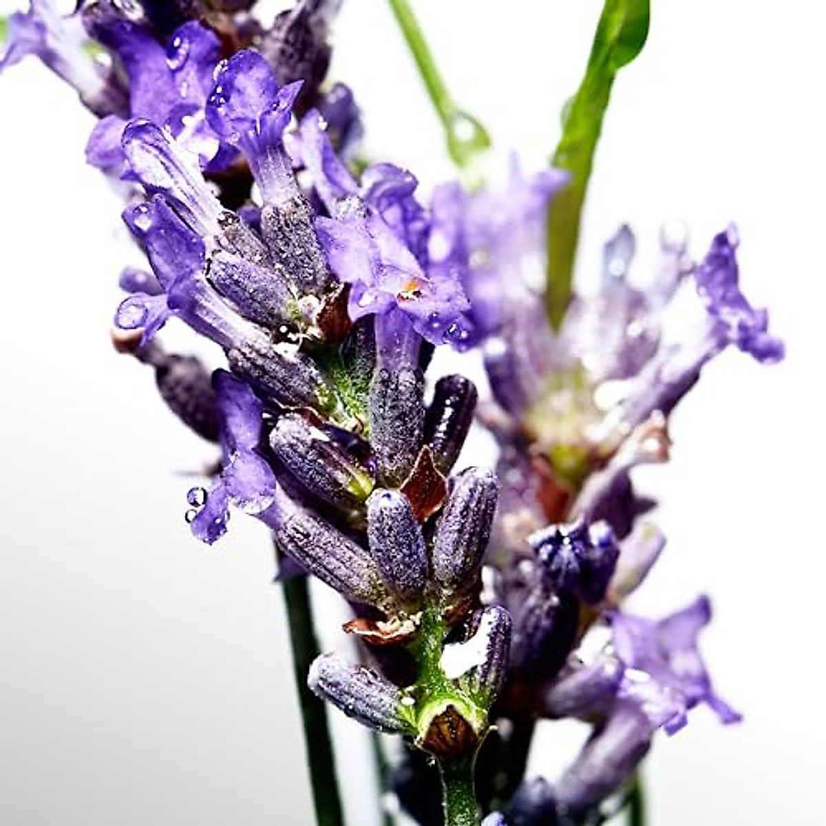 Davidoff Cool Water Homme Men Shower Gel 150 ml