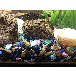10 MALAYSIAN TRUMPET SNAILS ALGAE EATERS LIVE FRESHWATER AQUARIUM SNAILS MTS
