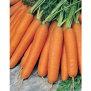 3000 Scarlet Nantes Carrot Seeds for Planting Organic Heirloom Non-GMO 5+ Grams Garden Vegetable Bulk Survival