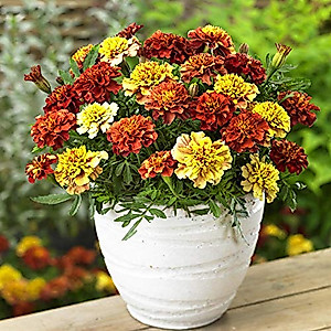 Outsidepride Tagetes Patula French Marigold Strawberry Blonde Garden Flowers for Pots, Containers, Window Boxes - 200 Seeds