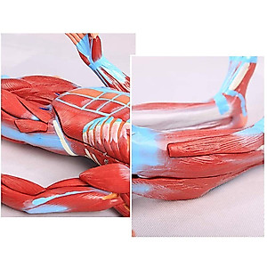 KINOFU Educational Model, Human Muscle Anatomical Model 80Cm Chest Human Internal Organs Anatomical Skeleton Model in Teaching to The Teaching Aids