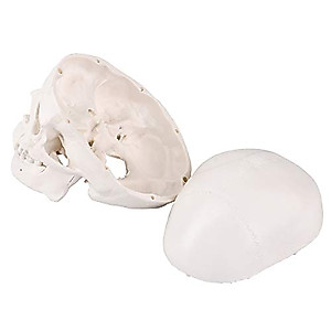 SKUMOD Mini Human Medical Skull Model, Removable Skull Cap & Full Set of Teeth Perfect for Teaching & Learning(Palm-Sized Skull)