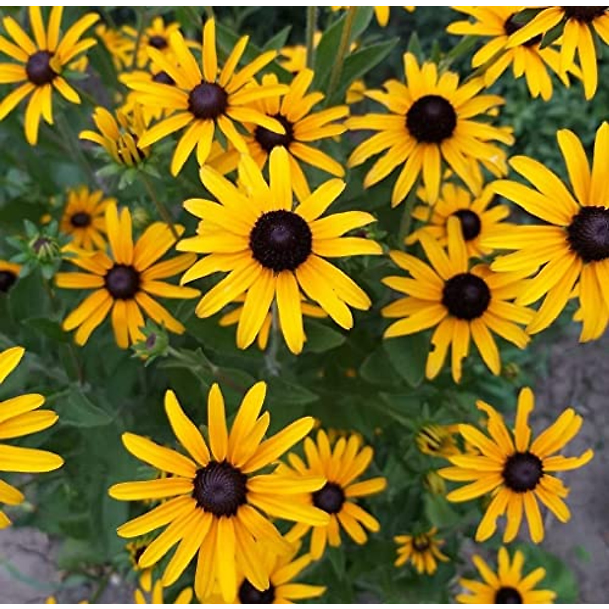 RattleFree Black Eyed Susan Flower Seeds for Planting | Heirloom & Non-GMO | 500 Seeds to Plant in Your Home Garden | Planting Packets Include Instructions
