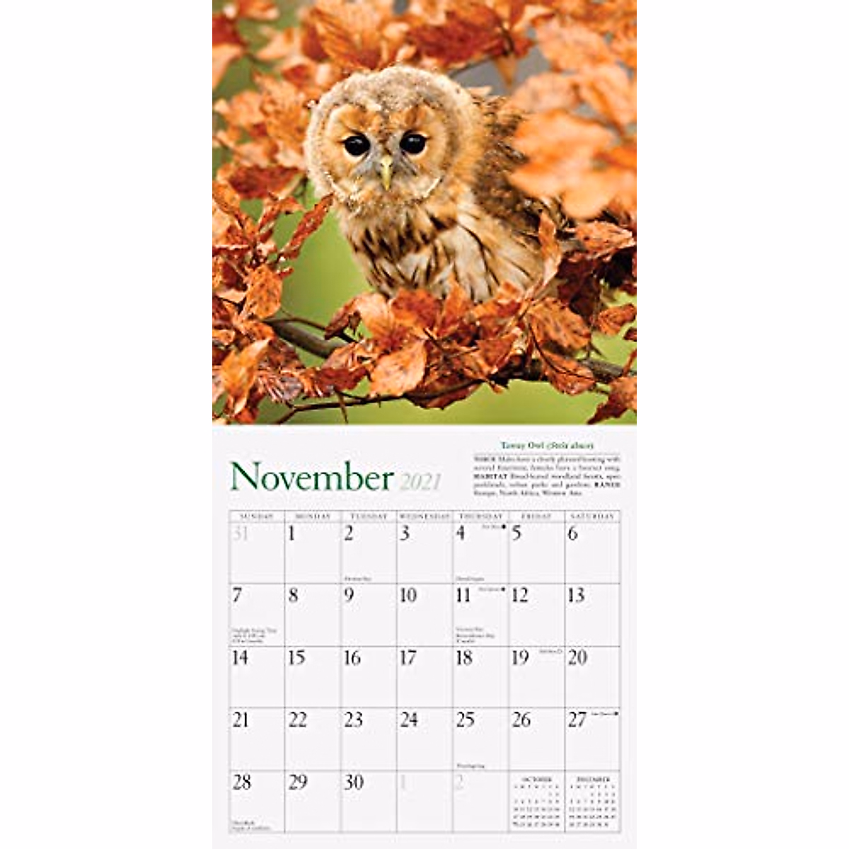 Audubon Little Owls Mini Wall Calendar 2021