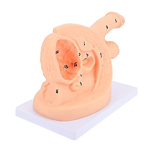 POPETPOP Male or Female Catheterization Model Education Model Male Catheter Anatomy Model Educational Training Aid