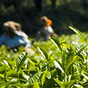 Brodies Tea, Scottish Breakfast Tea, 50-Count Bags of Black Tea Imported from Scotland