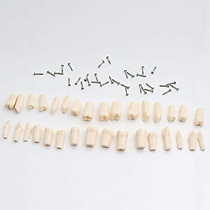 Typodont Model Kilgore Nissin 200 Type Removable Teeth,for Dental Hygiene