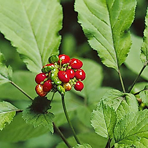 QAUZUY GARDEN 50 Japanese Gingseng Seeds Asian Panax Ginseng | Premium Non-GMO Heirloom Organic Herb Seeds | Valuable Herb Plant to Plant Home Shade Garden