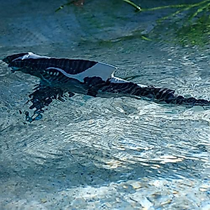 McFarlane Toys Avatar: The Way of Water - Radio Controlled Akula