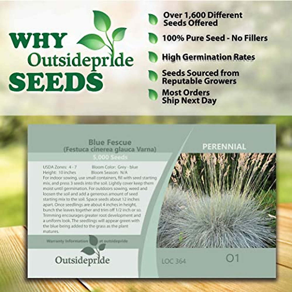 Outsidepride Perennial, Low Growing, Drought Tolerant, Blue Fescue Ornamental Grass - 5000 Seeds