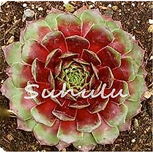 200 Pcs Sale!Hens and Chicks Succulent Mix Seeds (Sempervivum Hybridum) Bonsai Plant Flower Seeds for Home Garden