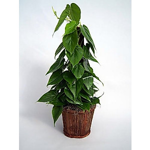 Heart Leaf Philodendron cordatum - 2 Plants - World's Easiest Houseplant-3" Pots