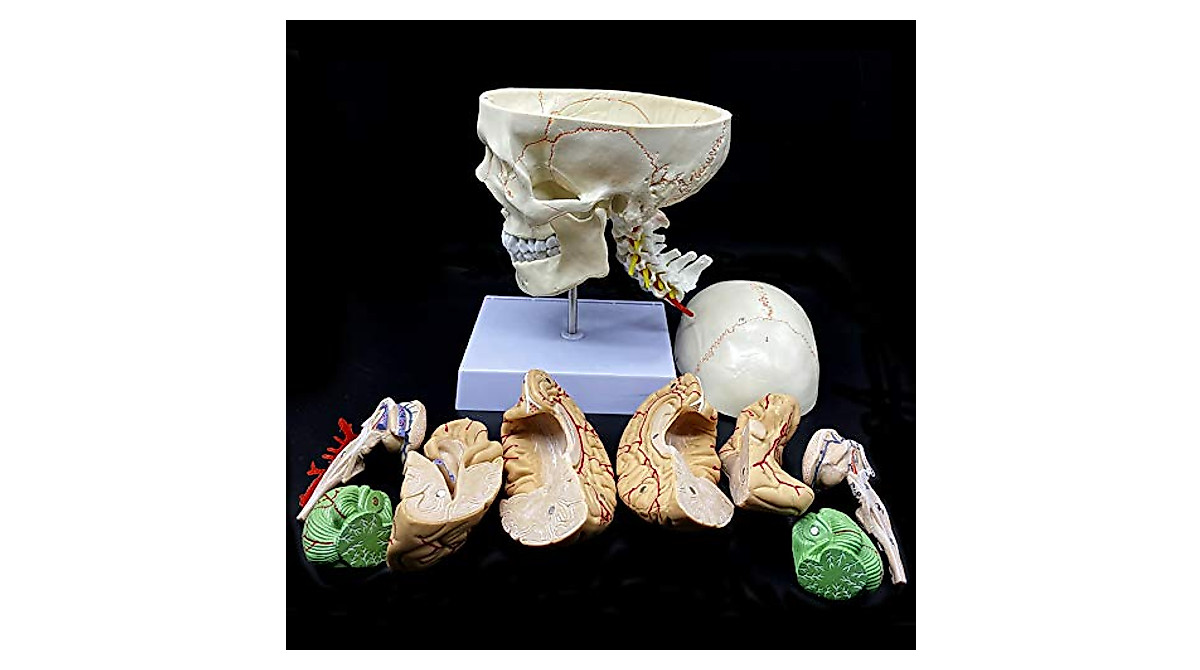 Human Skull with Brain and Cervical Vertebra Anatomical Model Life-Size ...