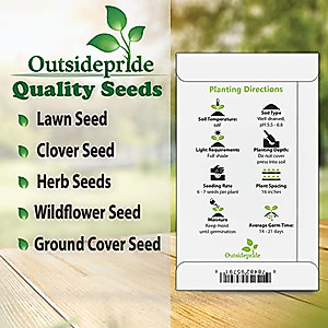 Outsidepride Achillea Yarrow Summer Berries Garden Flowers for Cutting, Dried Arrangements - 1000 Seeds