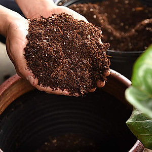 Fiddle Leaf Fig Soil by Perfect Plants 8QTS, Premium Professional Blend for All Fiddle Leaf Figs