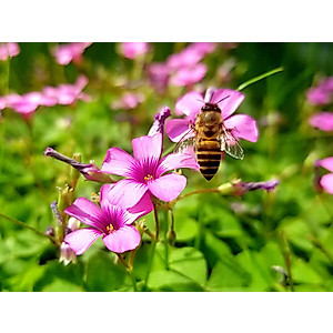 Green Shamrock Bulbs 15 Luck Oxalis Bulbs to Plant, Easy to Grow Indoors Outside The Novice Gardener's Choice