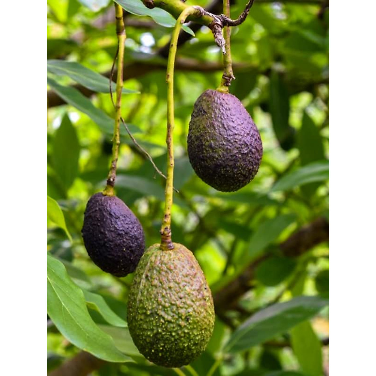 HASS Avocado Tree Grafted 2-3 Feet Tall, Avocado Live Plant for Planting