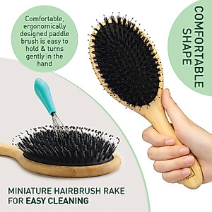 Natural Boar Bristle Hair Brush for Women, Men, Kids; Dry and Wet Detangling Hair Brush Gently Enhances Shine, Smooths Frizz and Prevents Breakage in Fine and Straight, Thick and Curly Hair (oval)