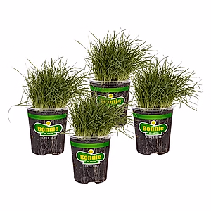 Bonnie Plants Pet Grass Live Edible Plant - 4 Pack, Pet Friendly, Great For Dogs & Cats, Perfect For Indoors