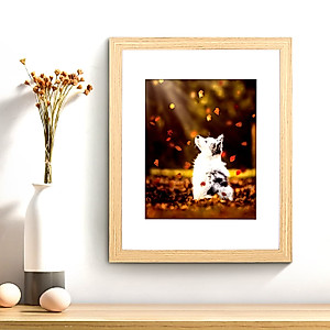 SEEDLING PHOTO FRAME 11x14 Picture Frame Set of 4, Display Pictures 8x10 with Mat or 11x14 Without mat,Wall Natural Wood Picture Frames 11x14(Natural Wood)