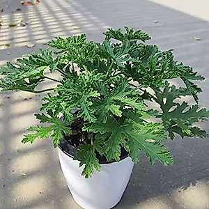 200 Pcs Citronella Plant Seeds Garden Home Plant Seeds,for Growing Seeds in The Garden or Home Vegetable Garden