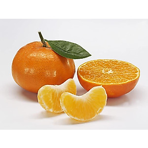 LOUISECON Seedless Citrus Orange Tree Seeds Delicious Navel Oranges 1-2 ft Indoor/Outdoor Fruit Tree Tasty and 30 Seedless