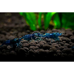 Swimming Creatures 10 Blue Dream(Grade A+) Neocaridina Freshwater Aquarium Shrimp. Live Arrival Guarantee.