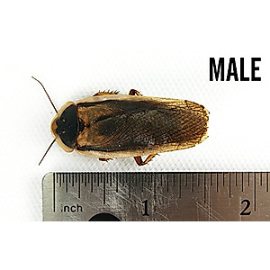 Josh's Frogs Adult Male Dubia Roach (10 Count)