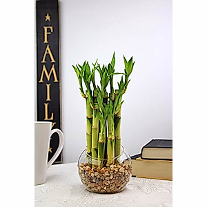 NW Wholesaler - 4" Live Lucky Bamboo Plant - Bundle of 20 Stalks - Live Indoor Houseplants for Home Decor, Live Bamboo Plant, Indoor Low Light Plants, Feng Shui (20)