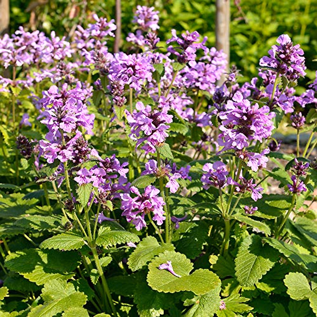 Outsidepride Perennial Lamb's Ear Macrantha Garden Foliage Plant Seed - 50 Seeds