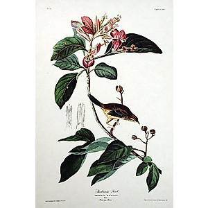 Bachmans Finch. From"The Birds of America" (Amsterdam Edition)