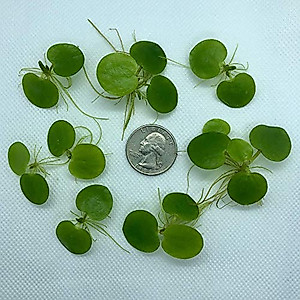 20+ Leaves Amazon Frogbit (+Free Bonus Plant) Live Floating Plant for Aquarium (Limnobium Laevigatum) by Aquarigram