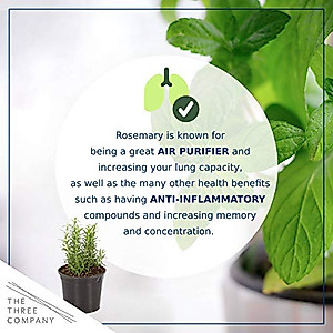 Live Aromatic and Edible Herb Assortment (Rosemary, Sage, Lavender, Lemon Balm, Other Assorted Herbs), 6 Plants Per Pack