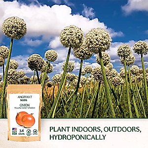 Yellow Sweet Spanish Onion Seeds for Planting Indoors and Outdoors - 1600+ Non GMO Seeds Per Packet - 100% USA Grown - Heirloom Seeds for Home Vegetable Garden