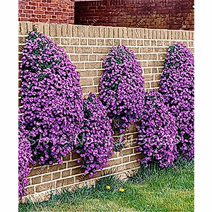 Rainbow Creeping Thyme Planted Blue Rock Cress Plants - Perennial Ground Cover Flower, Natural Growth for Home Garden 200 PC/Bag: 12
