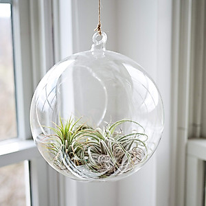 WGV Hanging Terrarium Globe, Width 8", Height 9", DIY Air Succulent Planter, Clear Glass Vase Orb with Flat Bottom, Candle Holder for Windowsill Outdoor Garden Decor, 6 Pieces Bulk