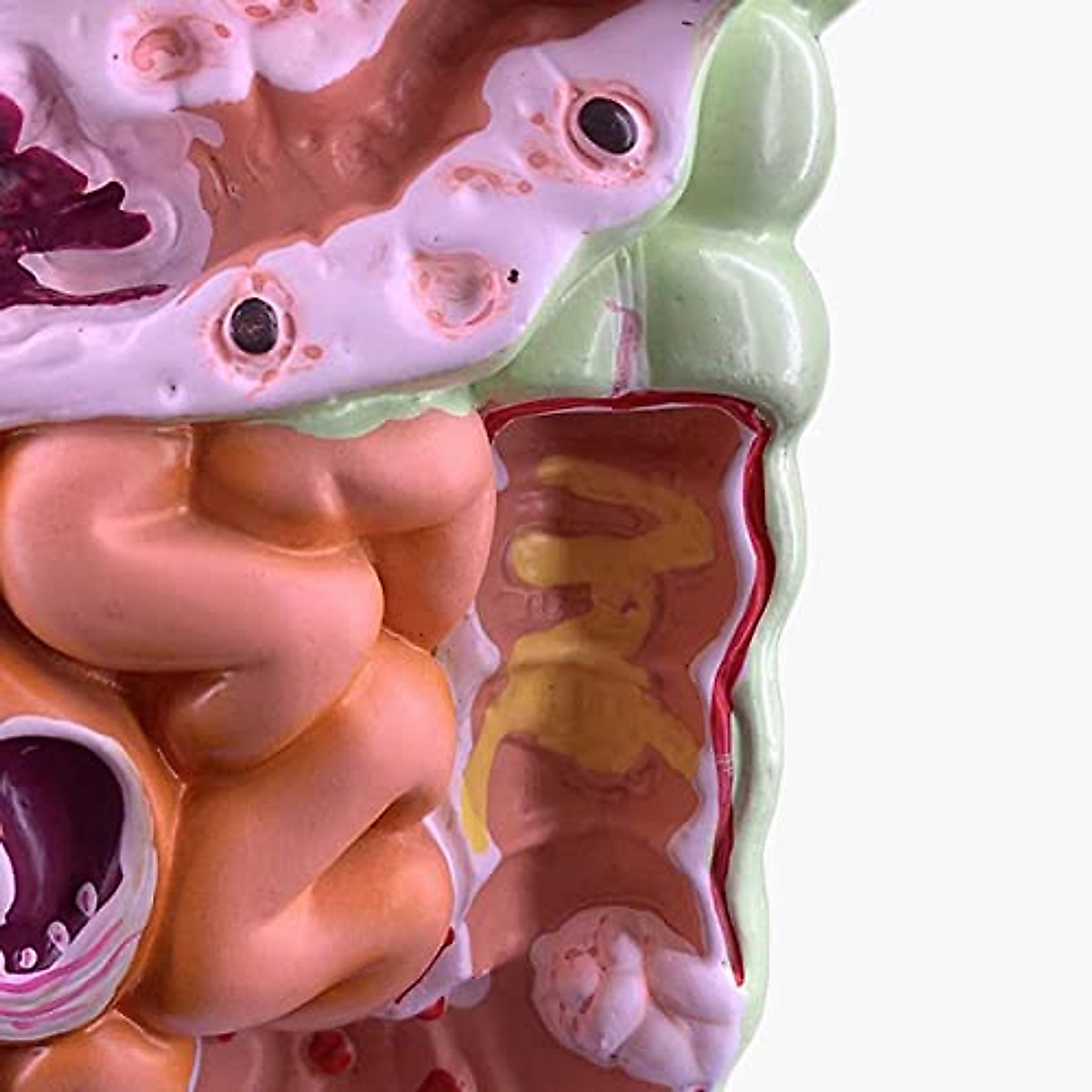 HEYBEC Model of Human Gastrointestinal Anatomy,Model of The Human System, Colon Disease Model, Structure of The Internal Organs for Teaching in Medical Displays