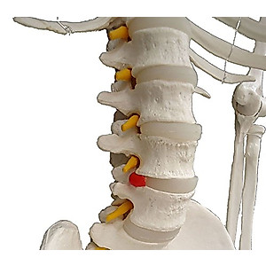Wellden Medical Anatomical Human Skeleton Model, 170cm, Life Size, w/Nerves, Vertebral Arteries, Stand Included