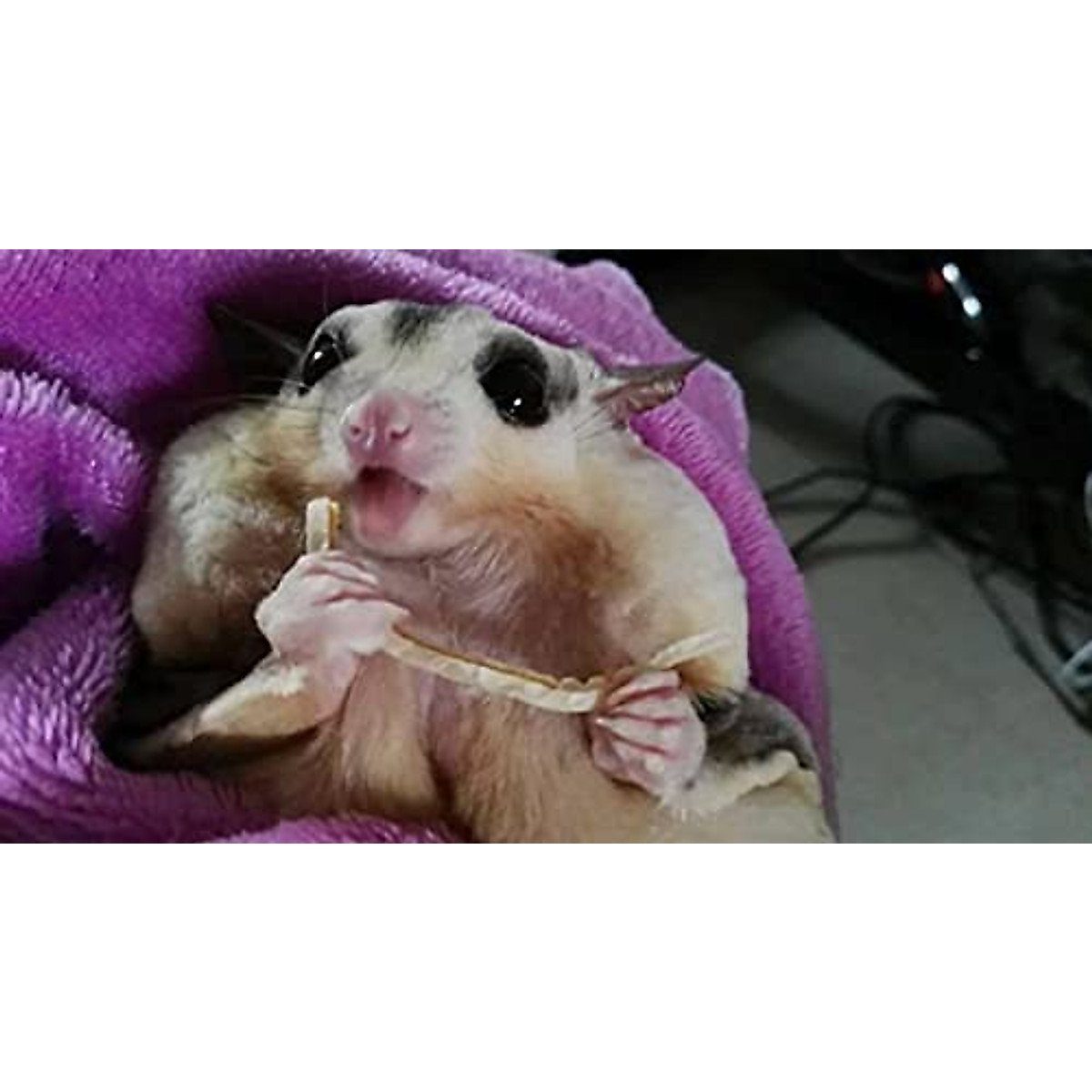 1 Pcs Fish Stick Flavor Sugar Glider Hamster Squirrel Chinchillas and Small Exotic Animals/Pet Sandwich Snacks and Food (33g)