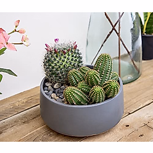 Altman Plants, Assorted Cactus Plants Live Plants (3PK), Cactus Plant Live Succulents Plants Live Cactus Decor, Indoor Plants Live House Plants in Cactus Soil, Live Cacti Plants Live Succulent Plants